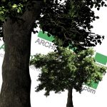 High-resolution cut-out trees: collection 1 (PNG format) - Architecture ...