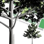 High-resolution cut-out trees: collection 1 (PNG format) - Architecture ...