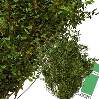 High-resolution cut-out trees: collection 3 (PNG format) - Architecture ...