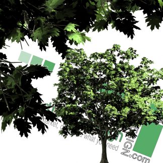 High-resolution cut-out trees: collection 2 (PNG format) - Architecture ...